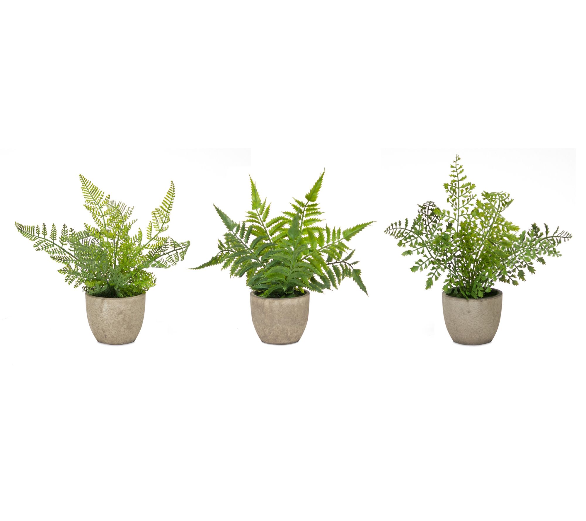 Melrose Assorted Fern Plant in Gray Pot (Set of3) - QVC.com