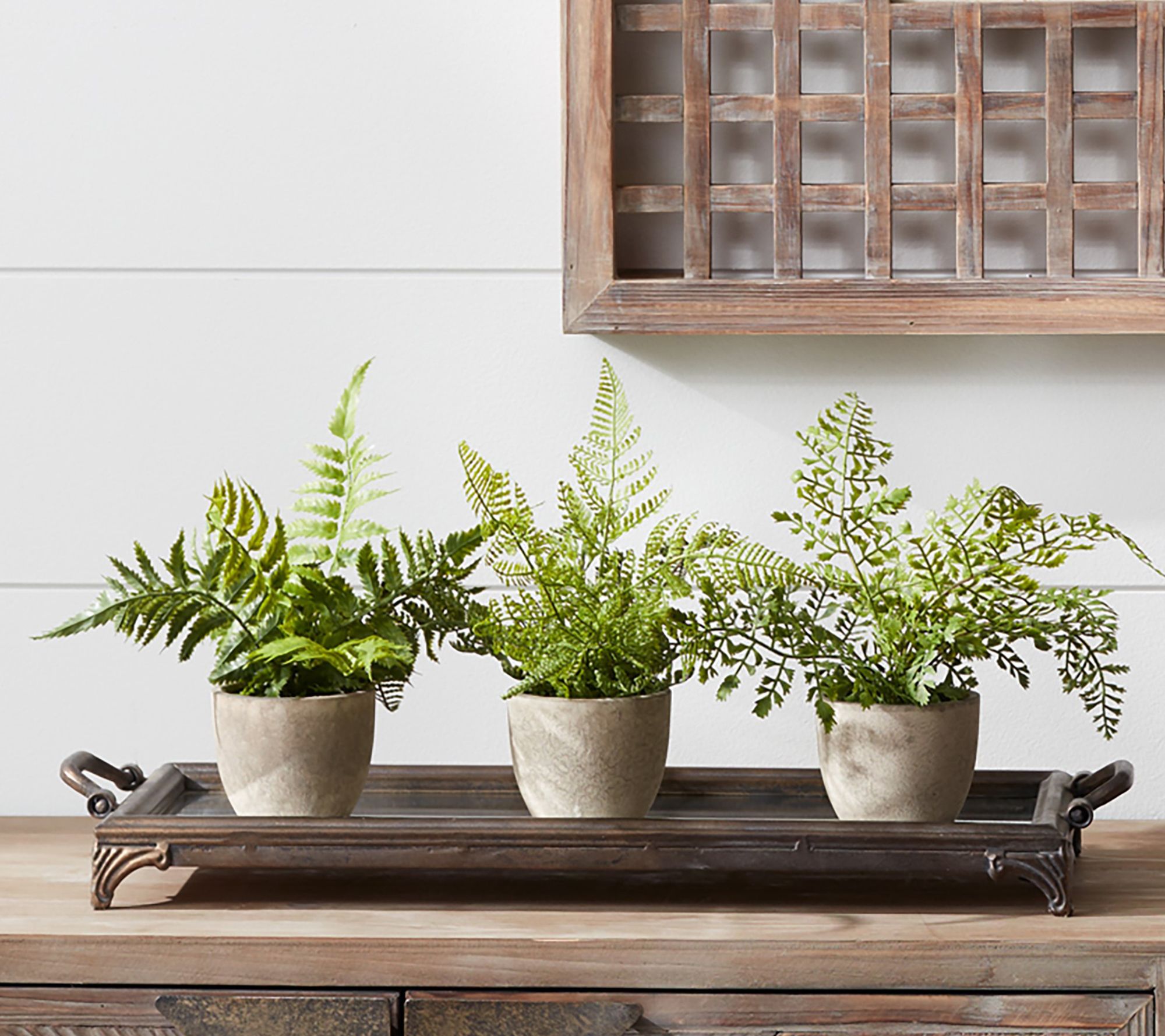 Melrose Assorted Fern Plant in Gray Pot (Set of3) - QVC.com