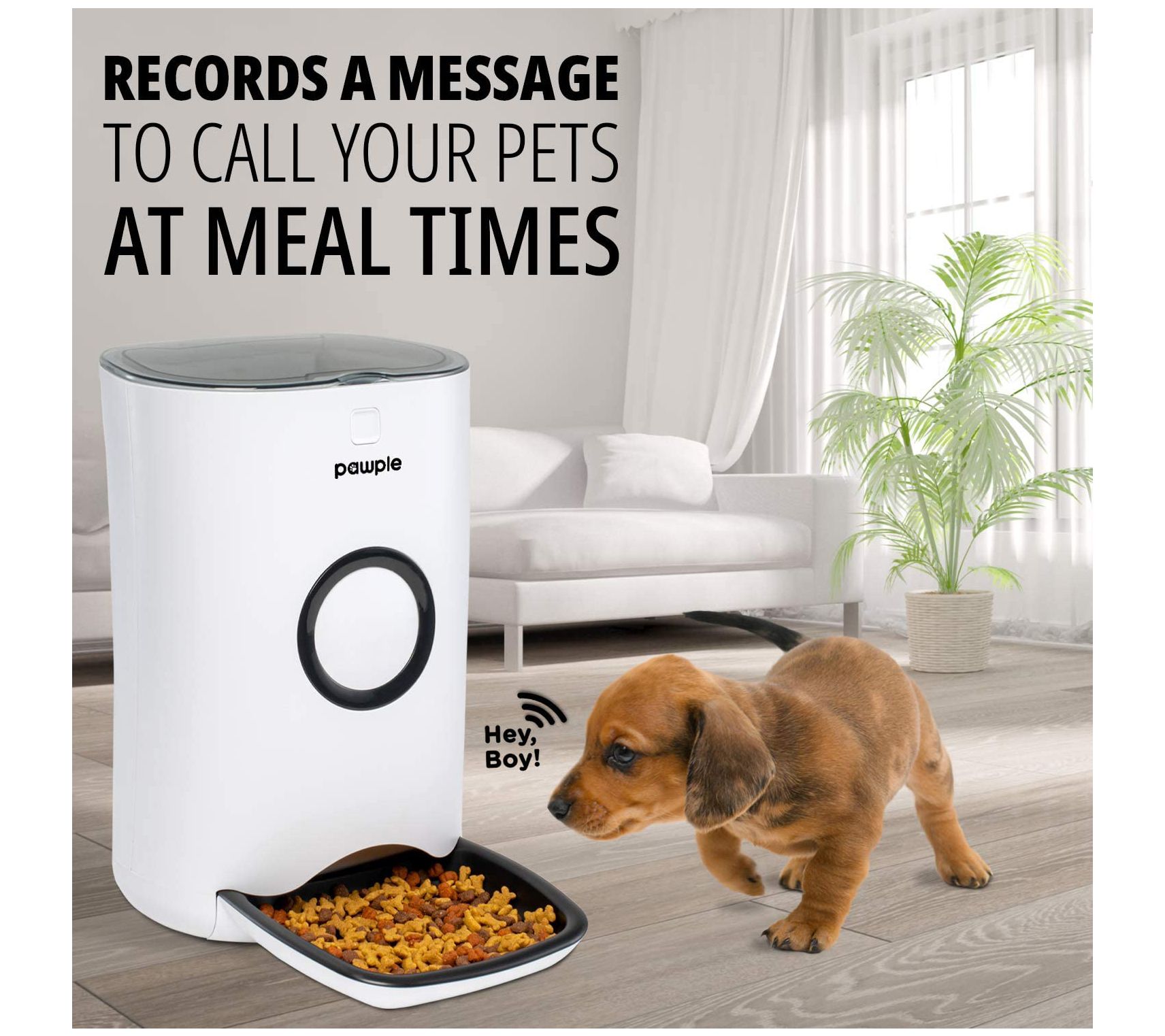 Pawple Automatic Pet Feeder - QVC.com