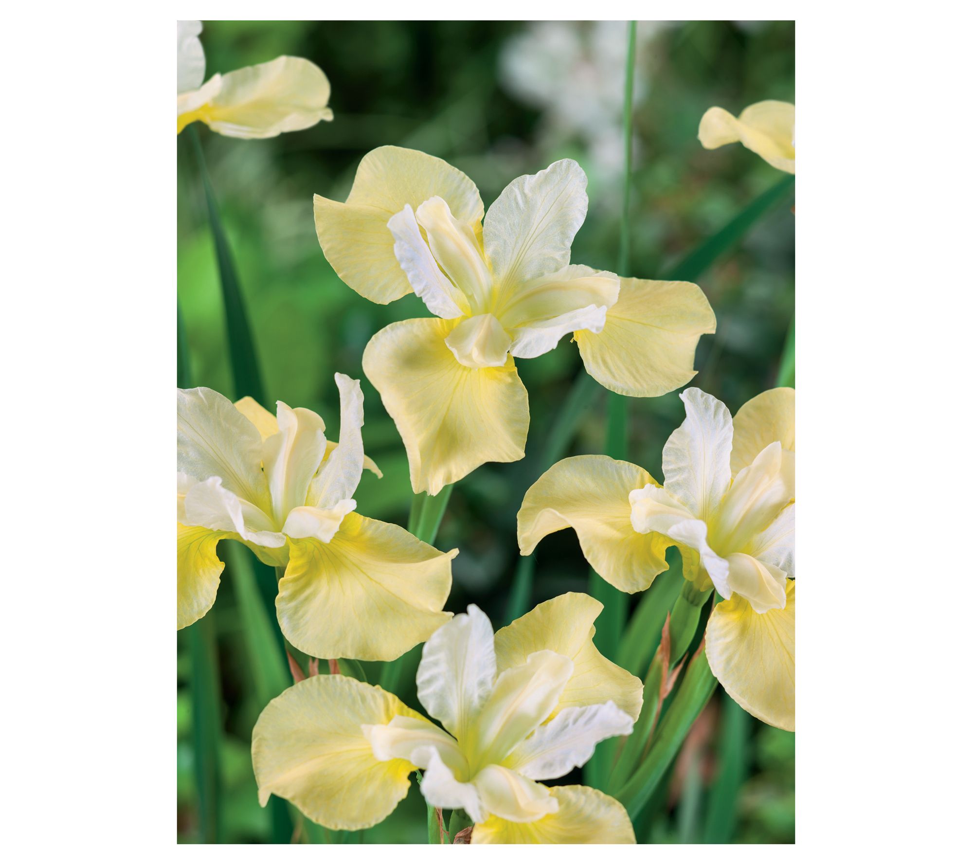 Roberta's 3-Piece Siberian Iris Collection - QVC.com