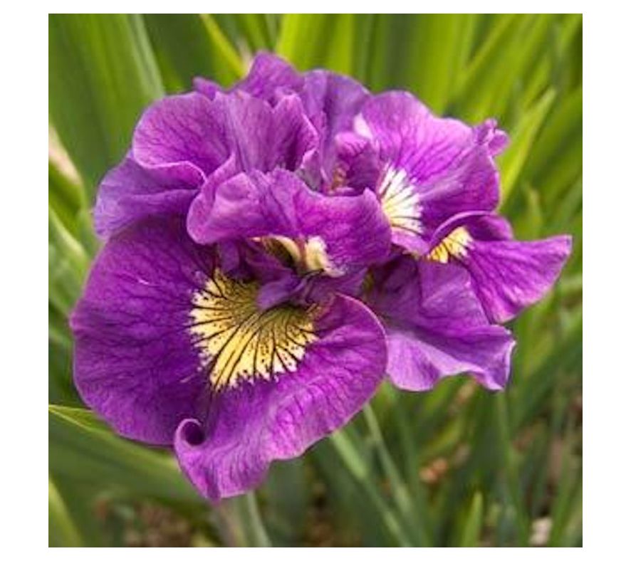 Roberta's 3-Piece Siberian Iris Collection - QVC.com