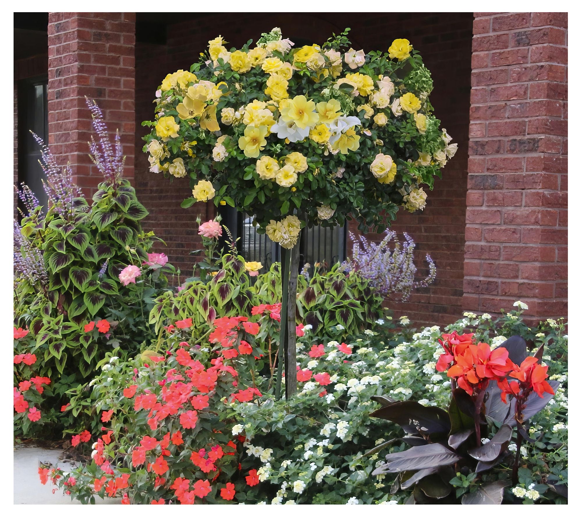 Cottage Farms Sunny Knock Out Tree Rose - QVC.com