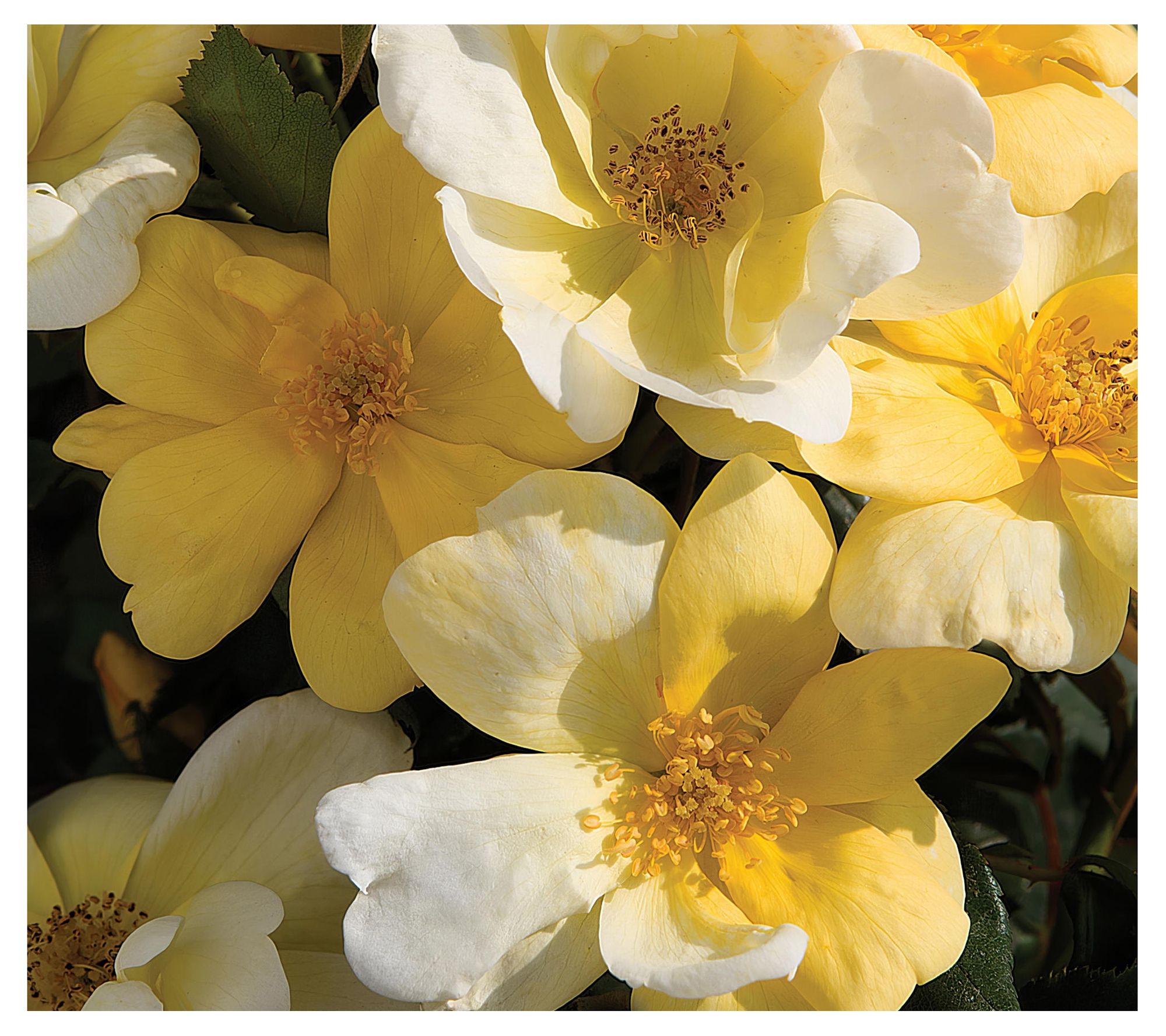 Cottage Farms Sunny Knock Out Tree Rose - QVC.com