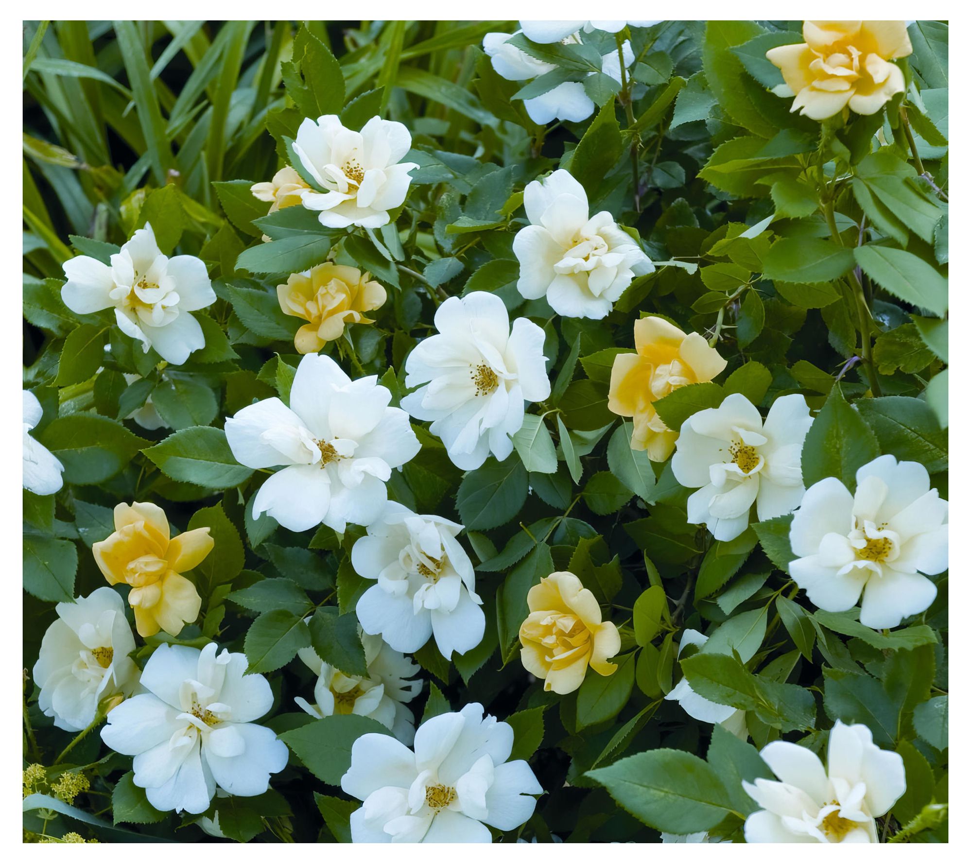 Cottage Farms Sunny Knock Out Tree Rose - QVC.com