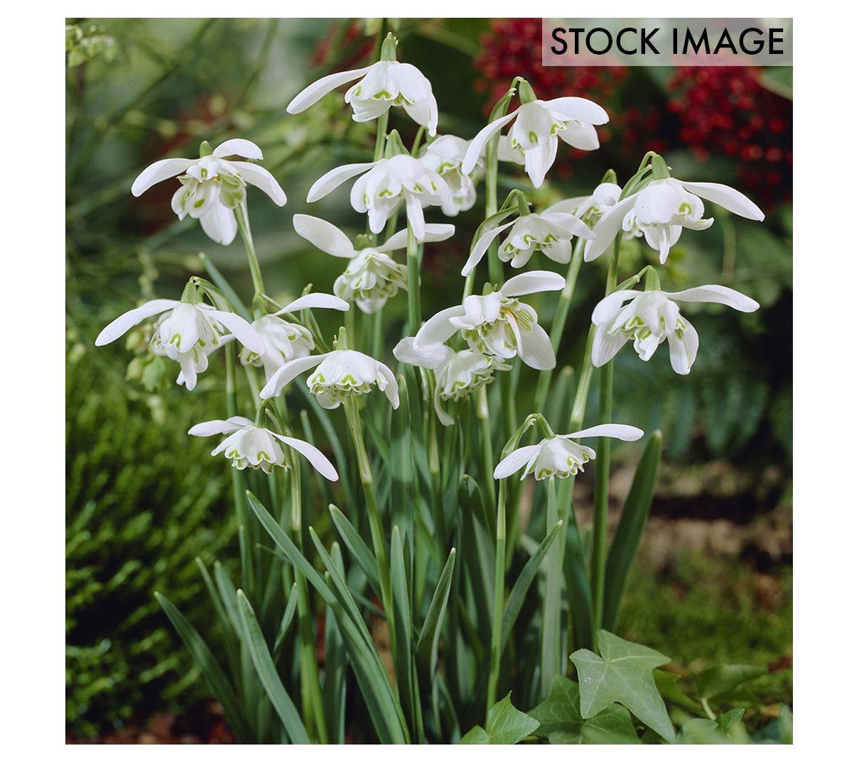 Van Zyverden Galanthus Snowdrops Set of 12 Bulbs - QVC.com