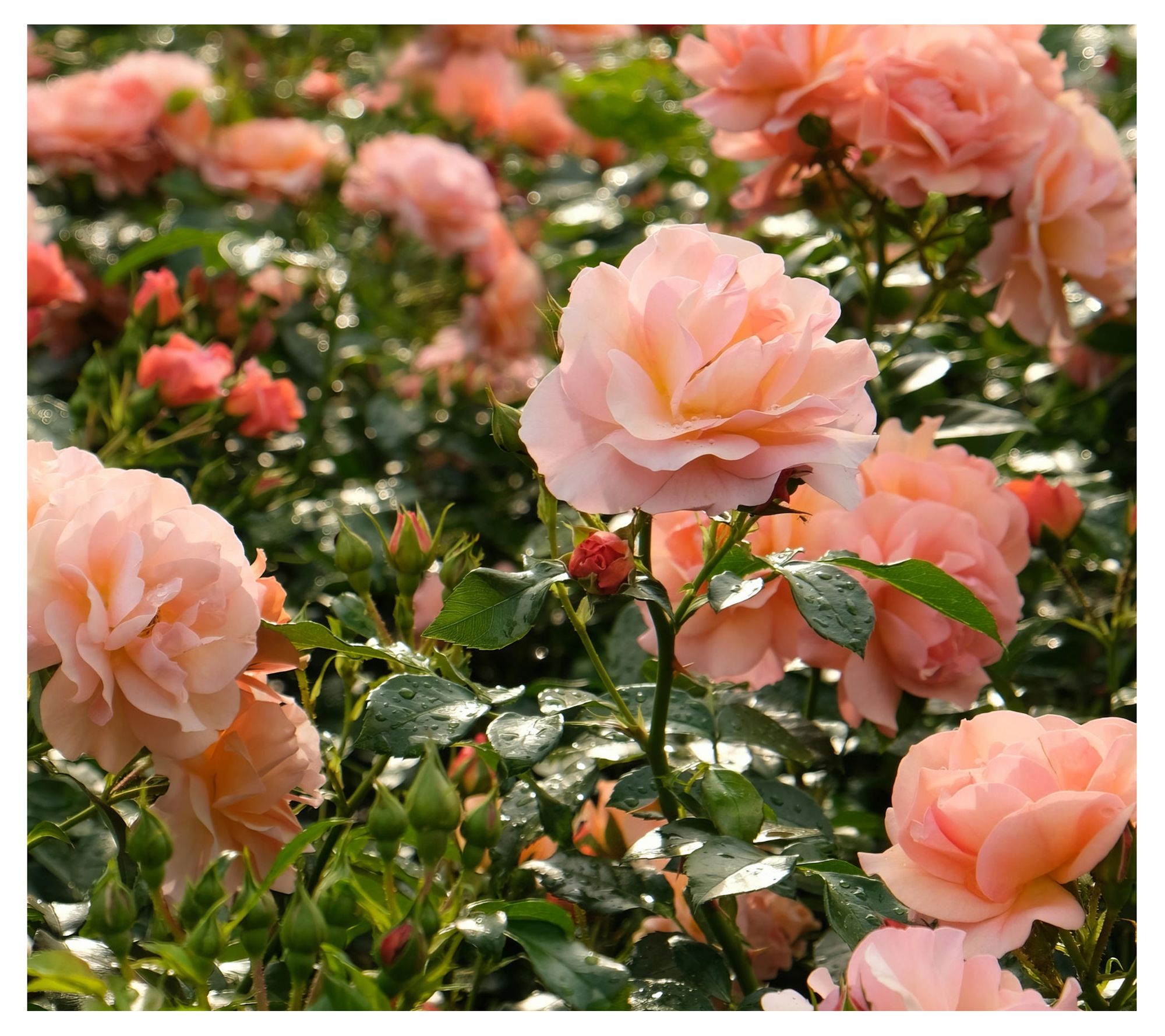 Cottage Farms Cherish Rose - QVC.com