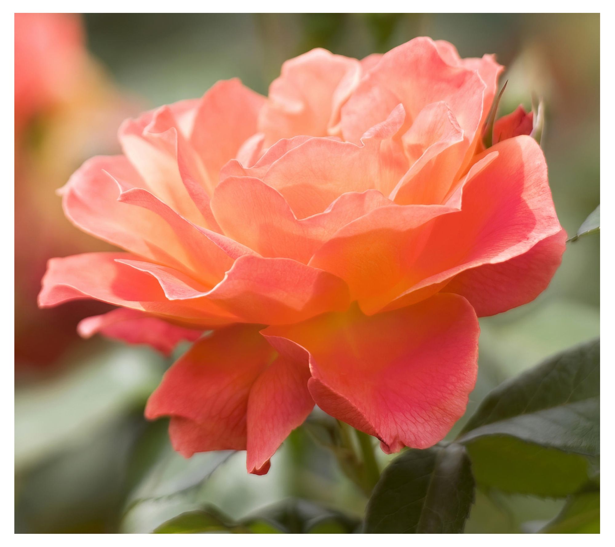 Cottage Farms Cherish Rose - QVC.com