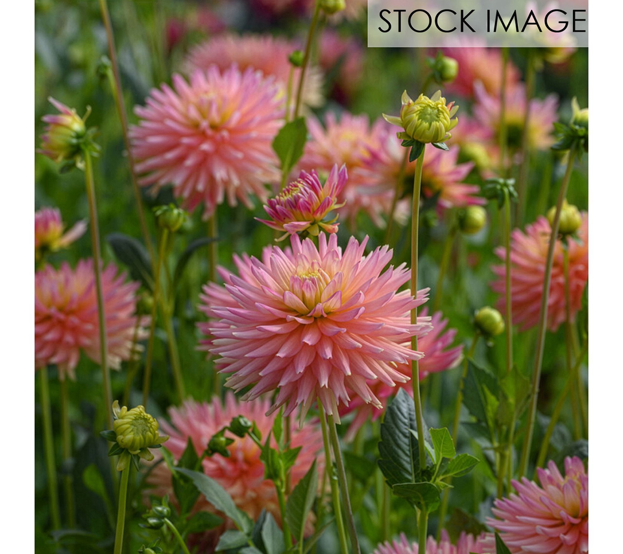 Van Zyverden Dahlias Felida Solar Flare Set of5 Bulbs - QVC.com