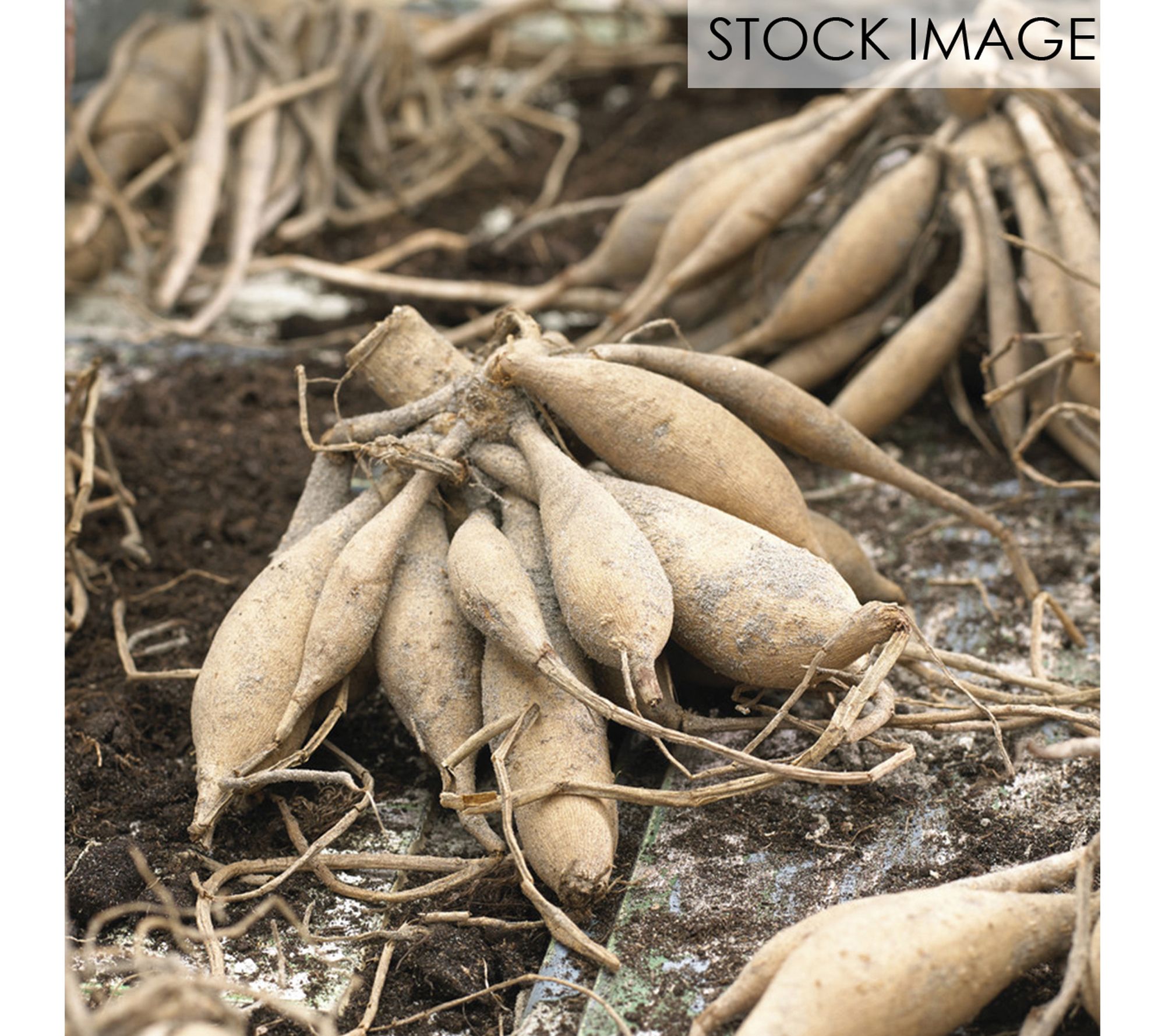 Van Zyverden Dahlias Felida Solar Flare Set of5 Bulbs - QVC.com