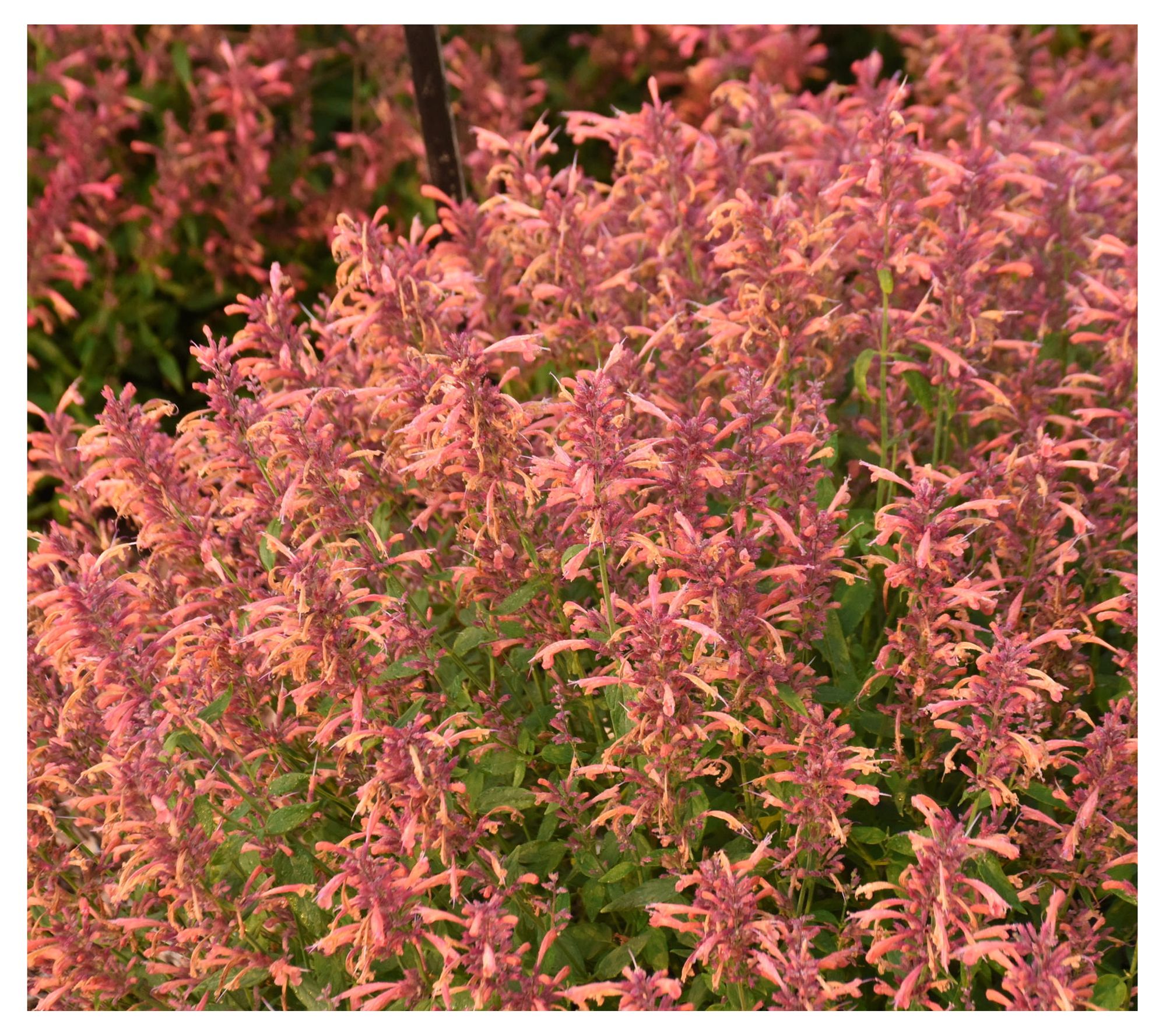 Cottage Farms 3-Piece Guava Lava Hummingbird Mint - QVC.com