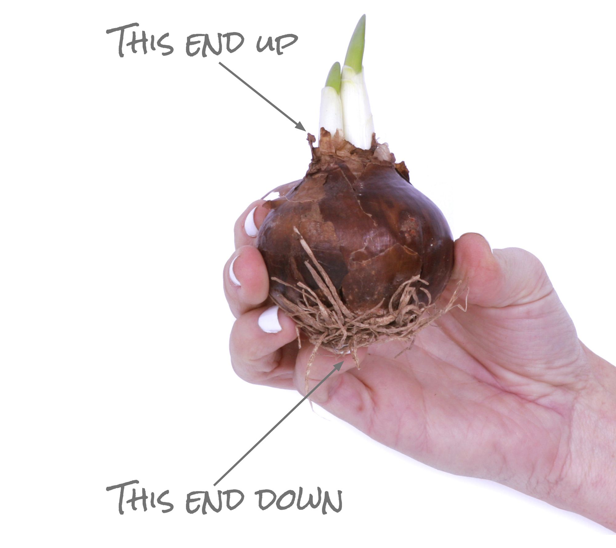 Van Zyverden Paperwhite Kit Ziva with Fluted Planter & 1 Bulb - QVC.com