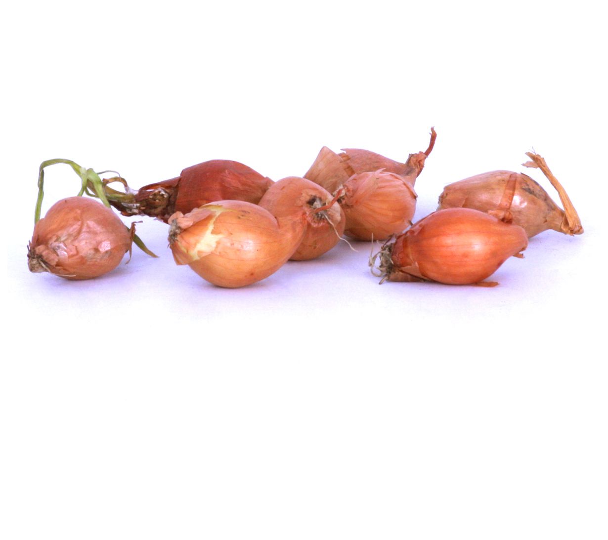 Van Zyverden Dutch Shallots Yellow Set of 25 Bulbs - QVC.com