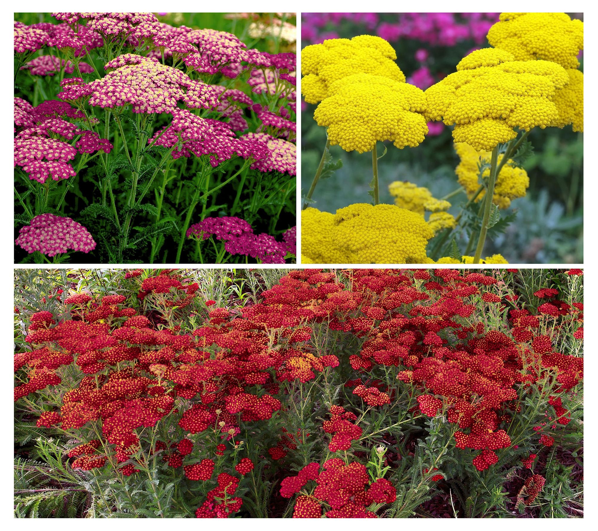 Cottage Farms 3-Piece All Summer Blooming Yarrow - QVC.com