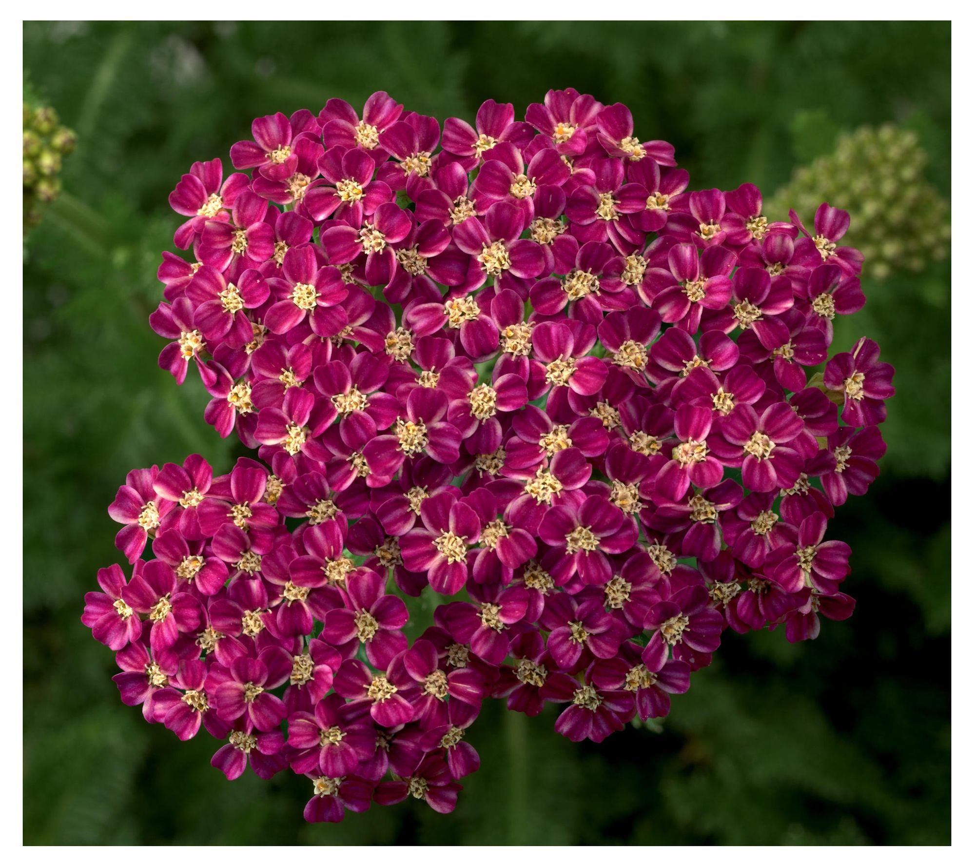 Cottage Farms 3-Piece All Summer Blooming Yarrow - QVC.com