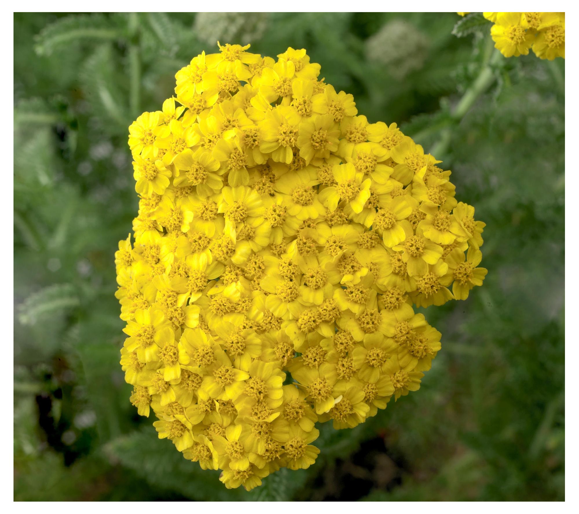 Cottage Farms 3-Piece All Summer Blooming Yarrow - QVC.com