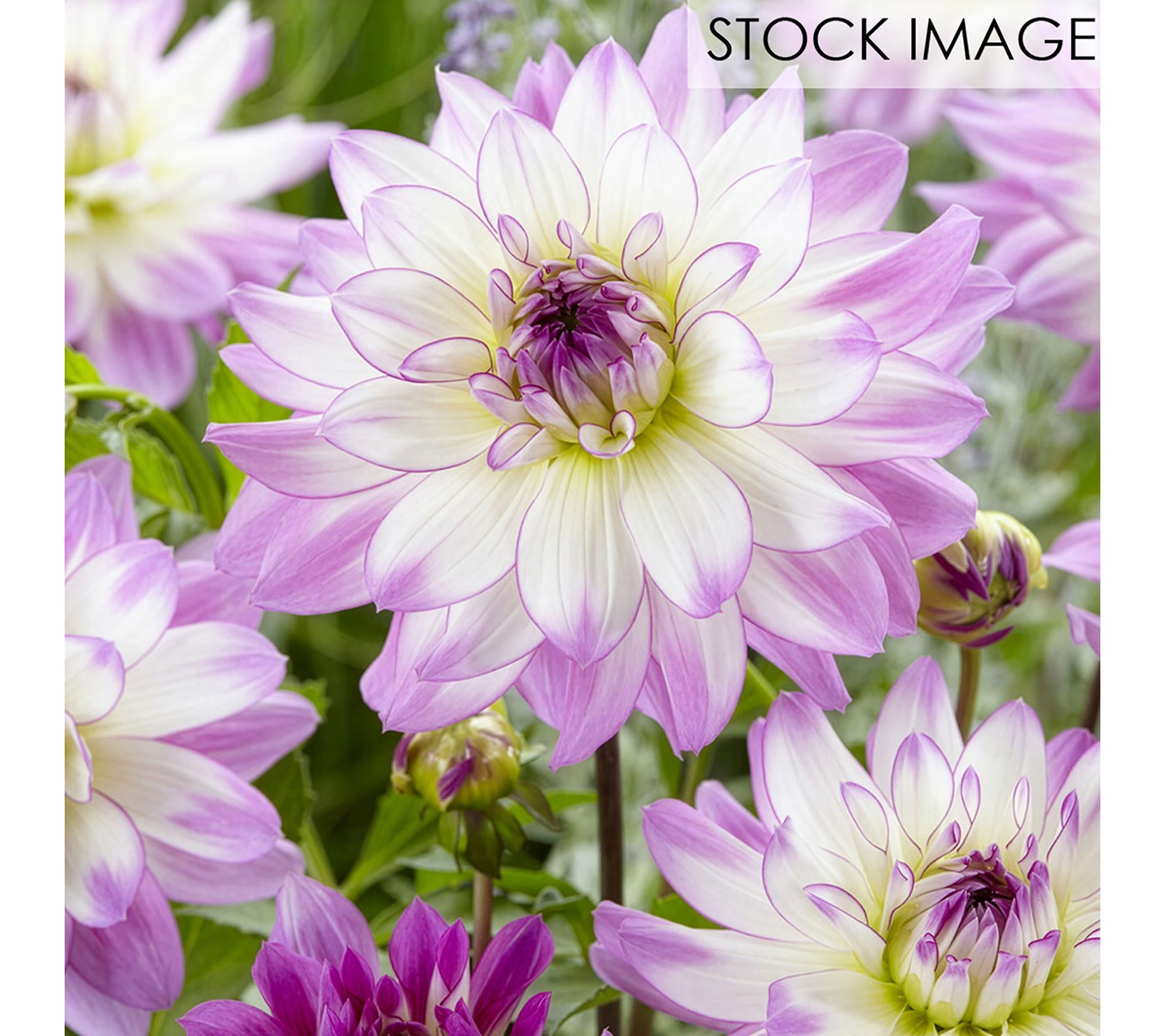 Van Zyverden Dahlias Victoria Ann Set of 5 Bulbs - QVC.com