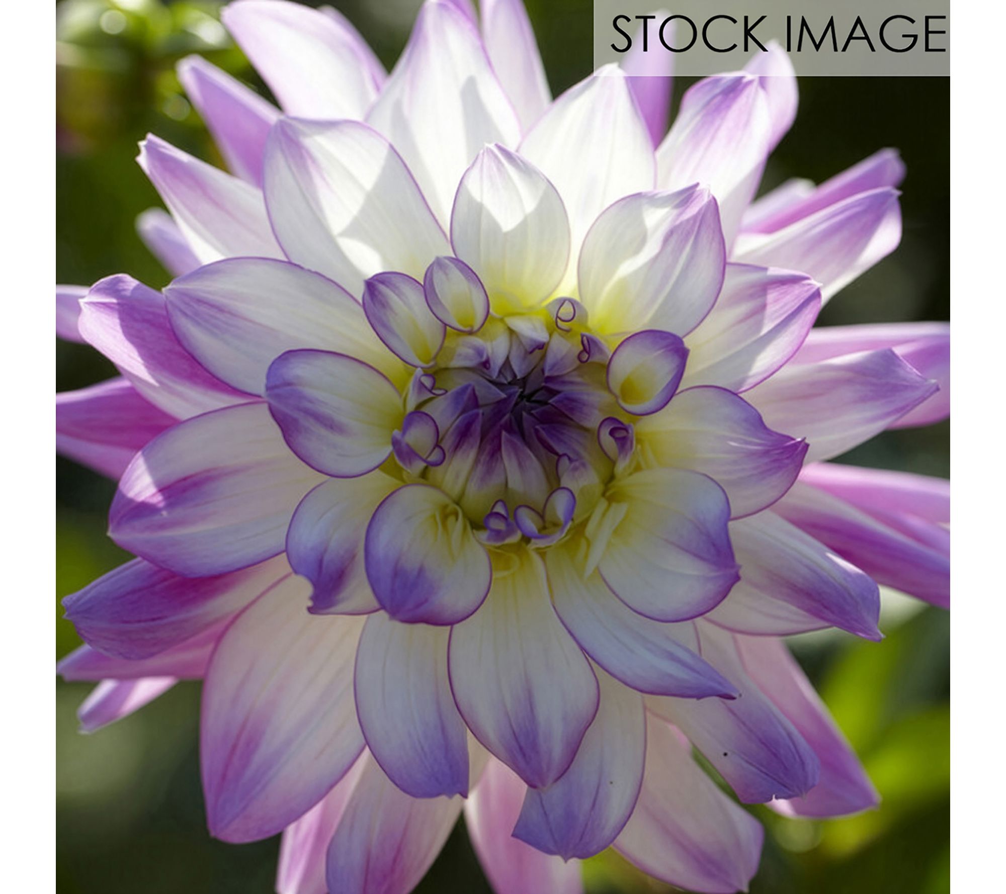 Van Zyverden Dahlias Victoria Ann Set of 5 Bulbs - QVC.com