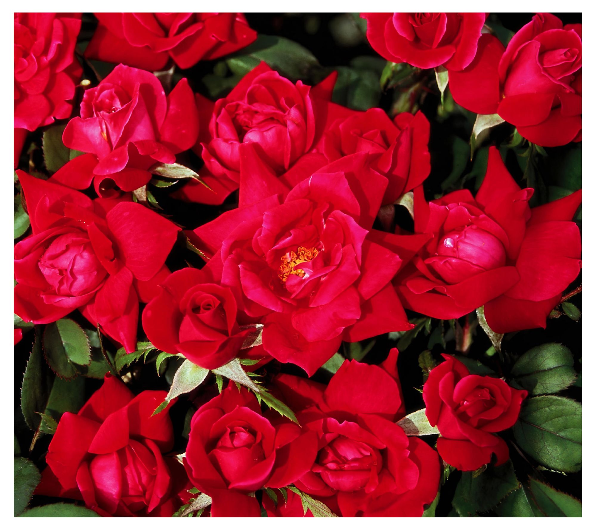 Cottage Farms Knock Out Tree Rose - QVC.com