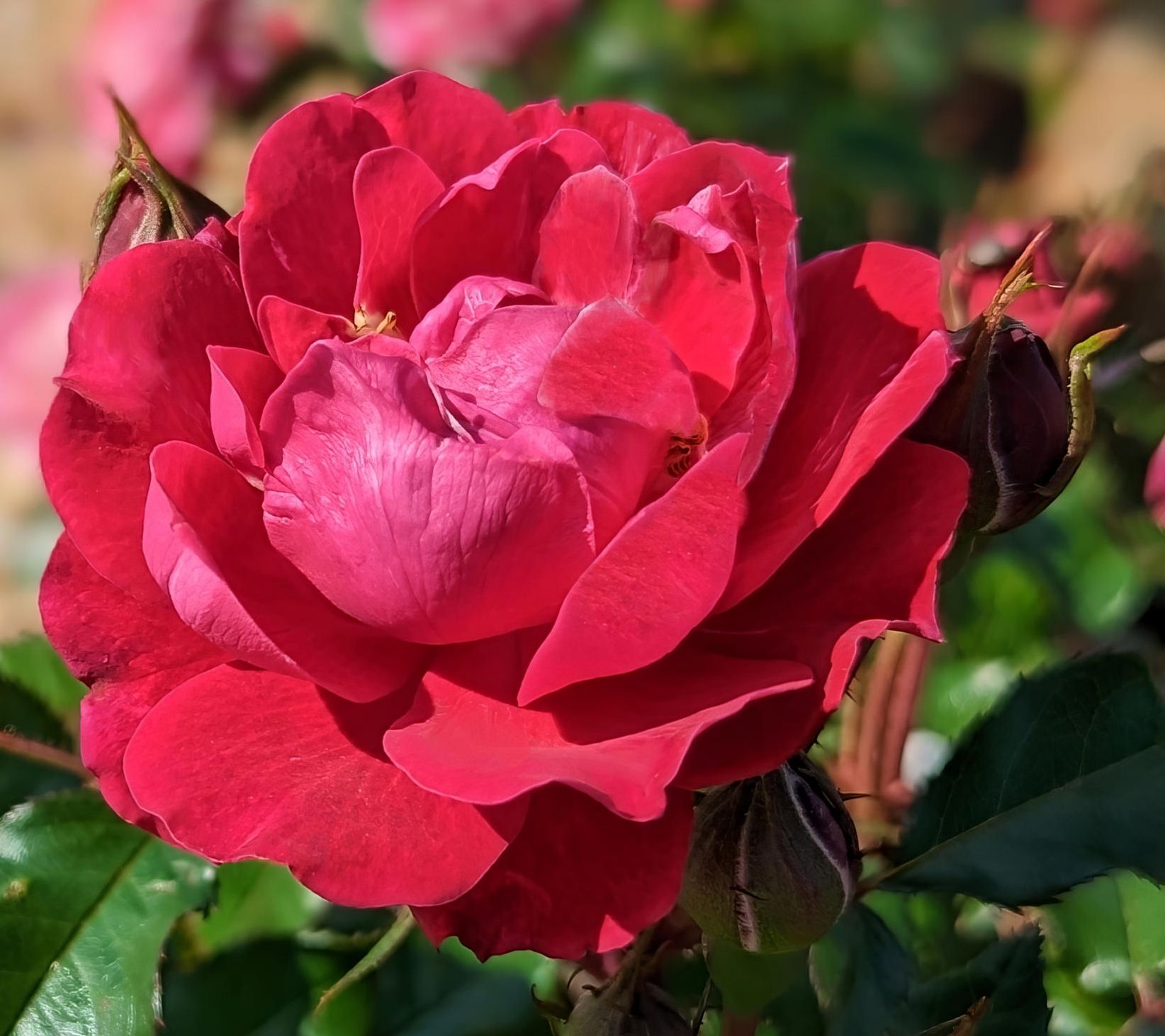 Cottage Farms Knock Out Tree Rose - QVC.com