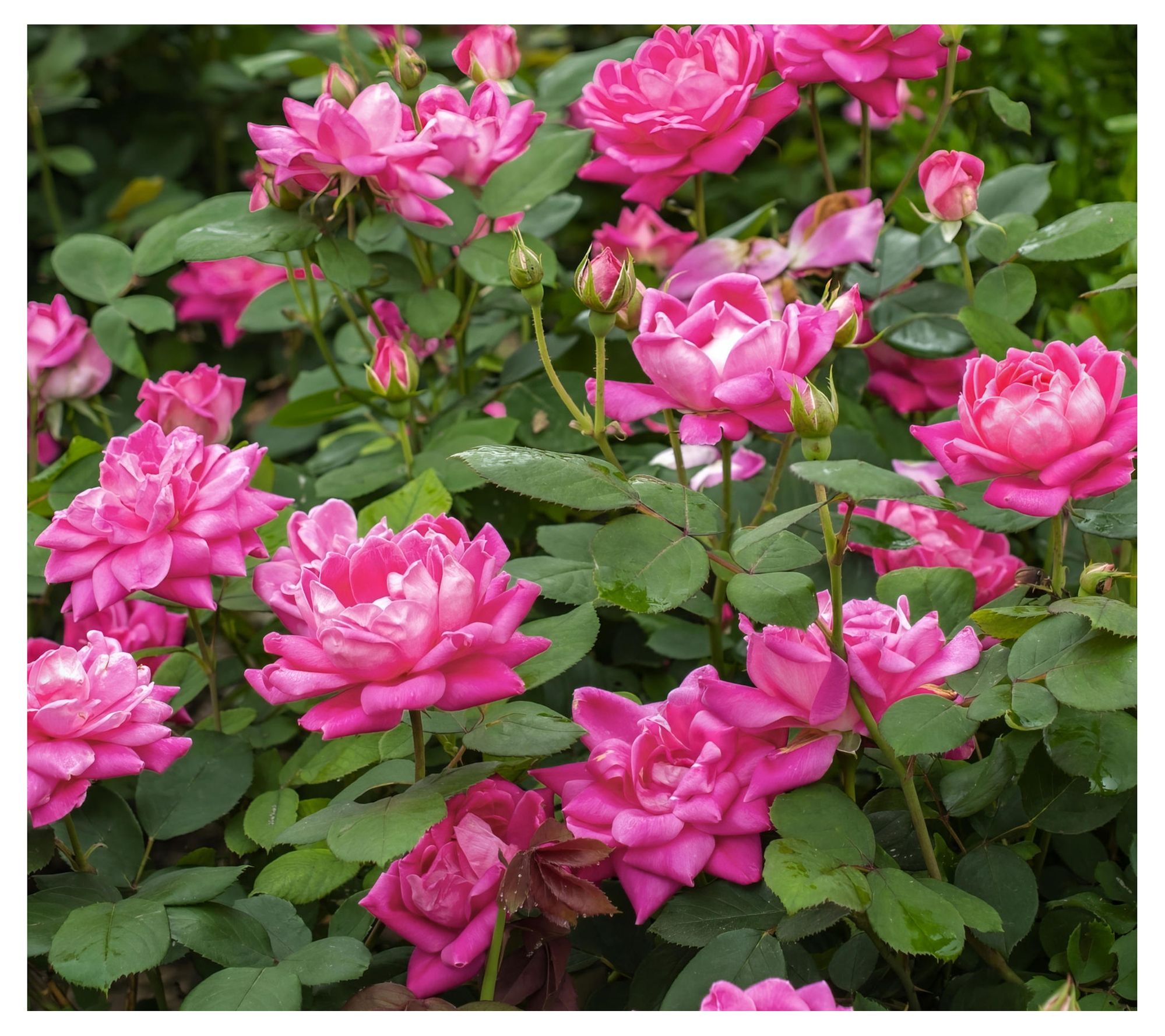 Cottage Farms Knock Out Tree Rose - QVC.com