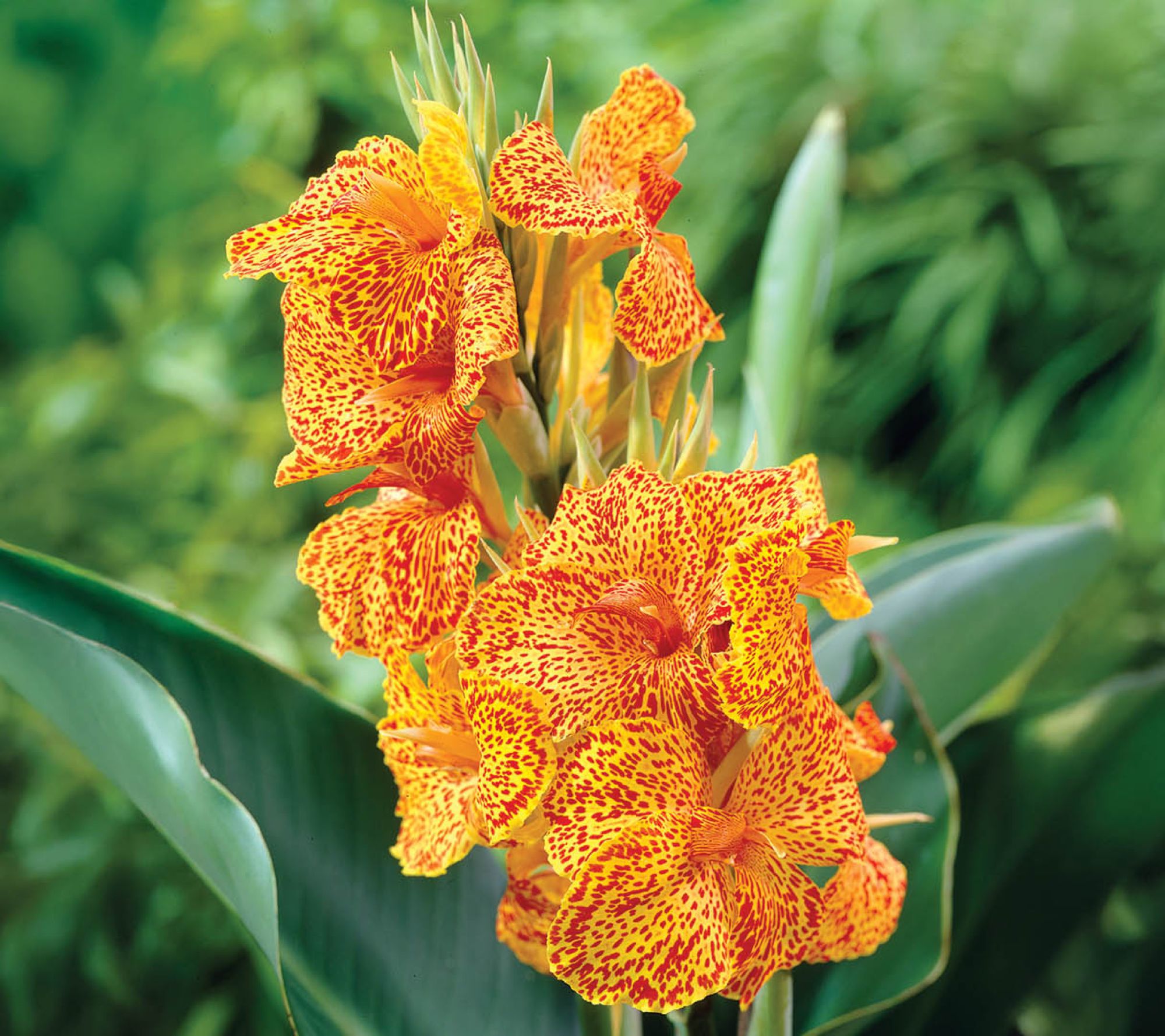 Ships 3/30/26 de Jager 5pc Colorful Cannas Live Rhizomes - QVC.com