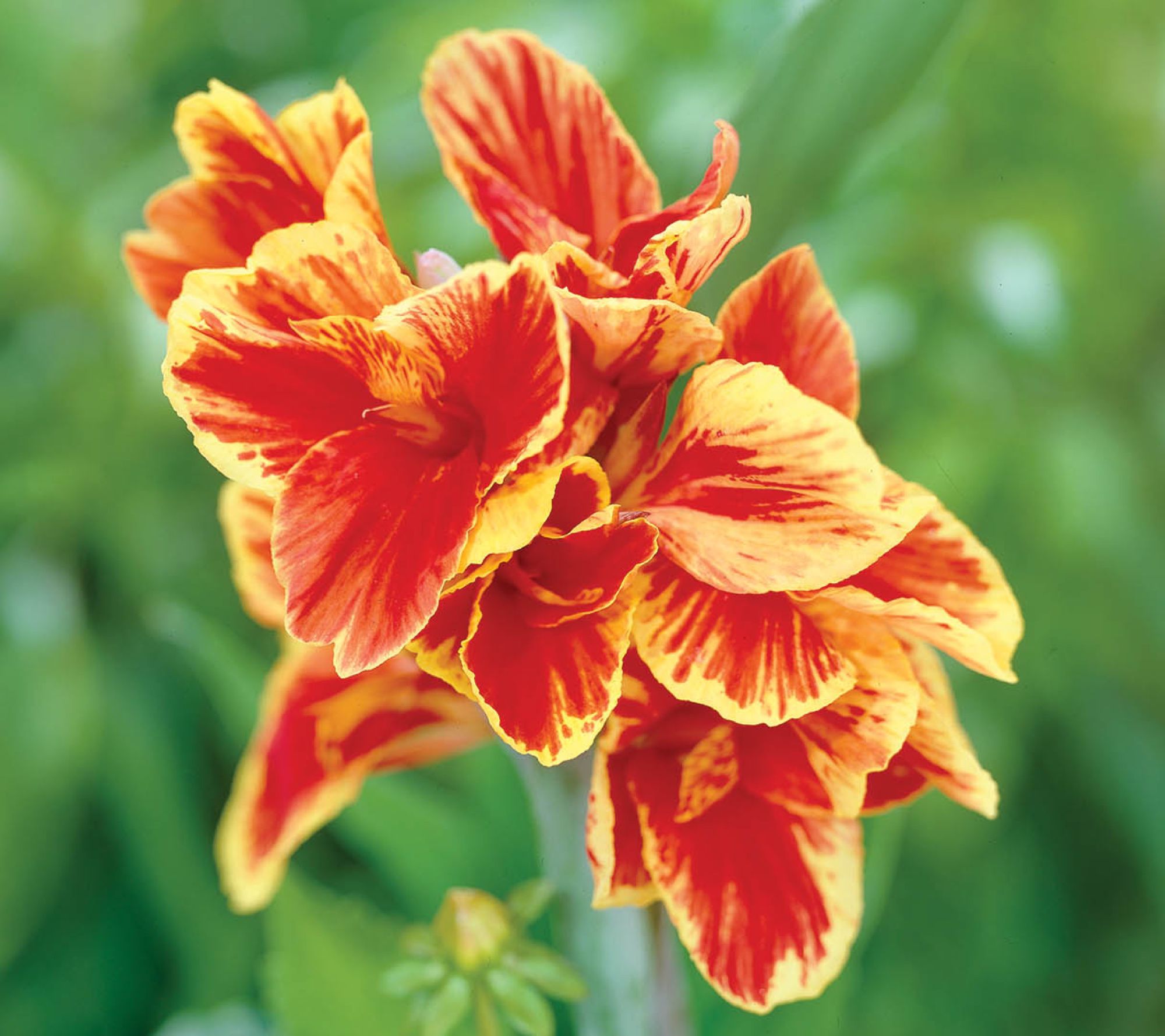 Ships 3/30/26 de Jager 5pc Colorful Cannas Live Rhizomes - QVC.com