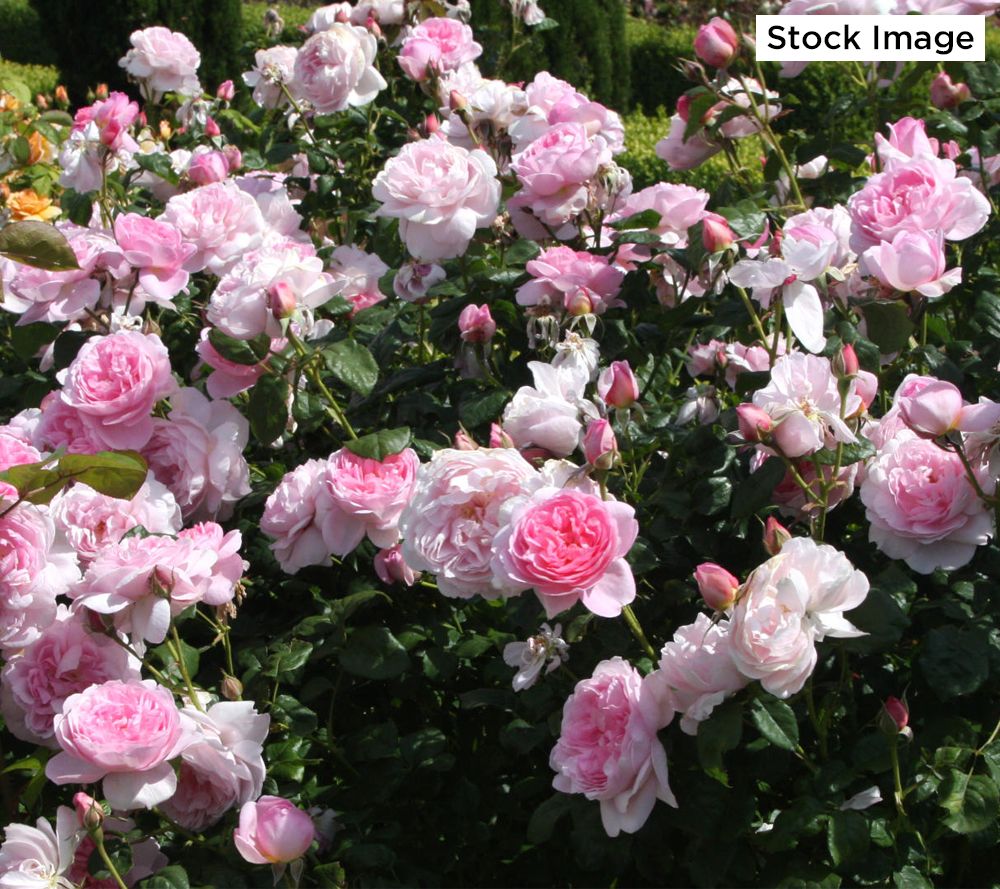 Cottage Farms 1-Piece Savannah Sunbelt Rose Live Bareroot - QVC.com