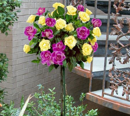 Cottage Farms 36" 2-in-1 Intrigue & Sunsprite Tree Rose - QVC.com