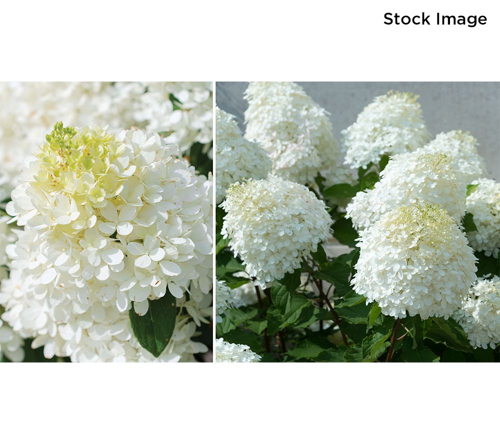 Cottage Farms 1-Piece Sweet Starlight Hydrangea Live Plant - QVC.com