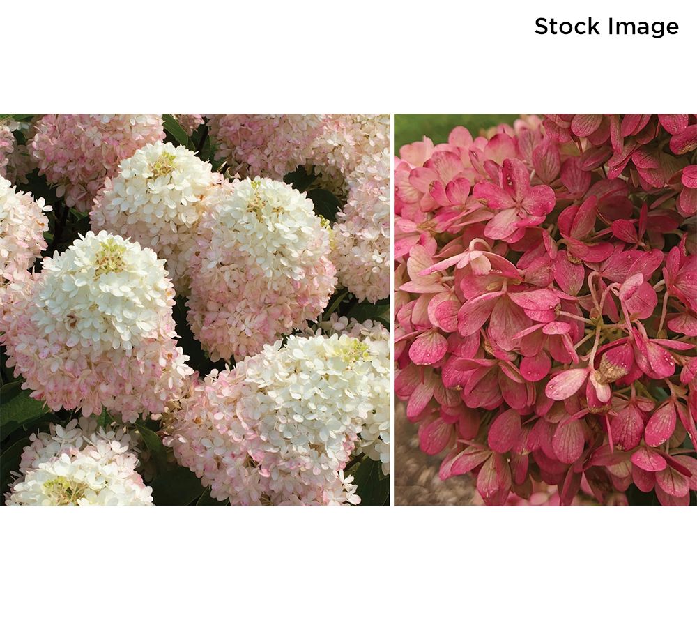 Cottage Farms 1-Piece Sweet Starlight Hydrangea Live Plant - QVC.com
