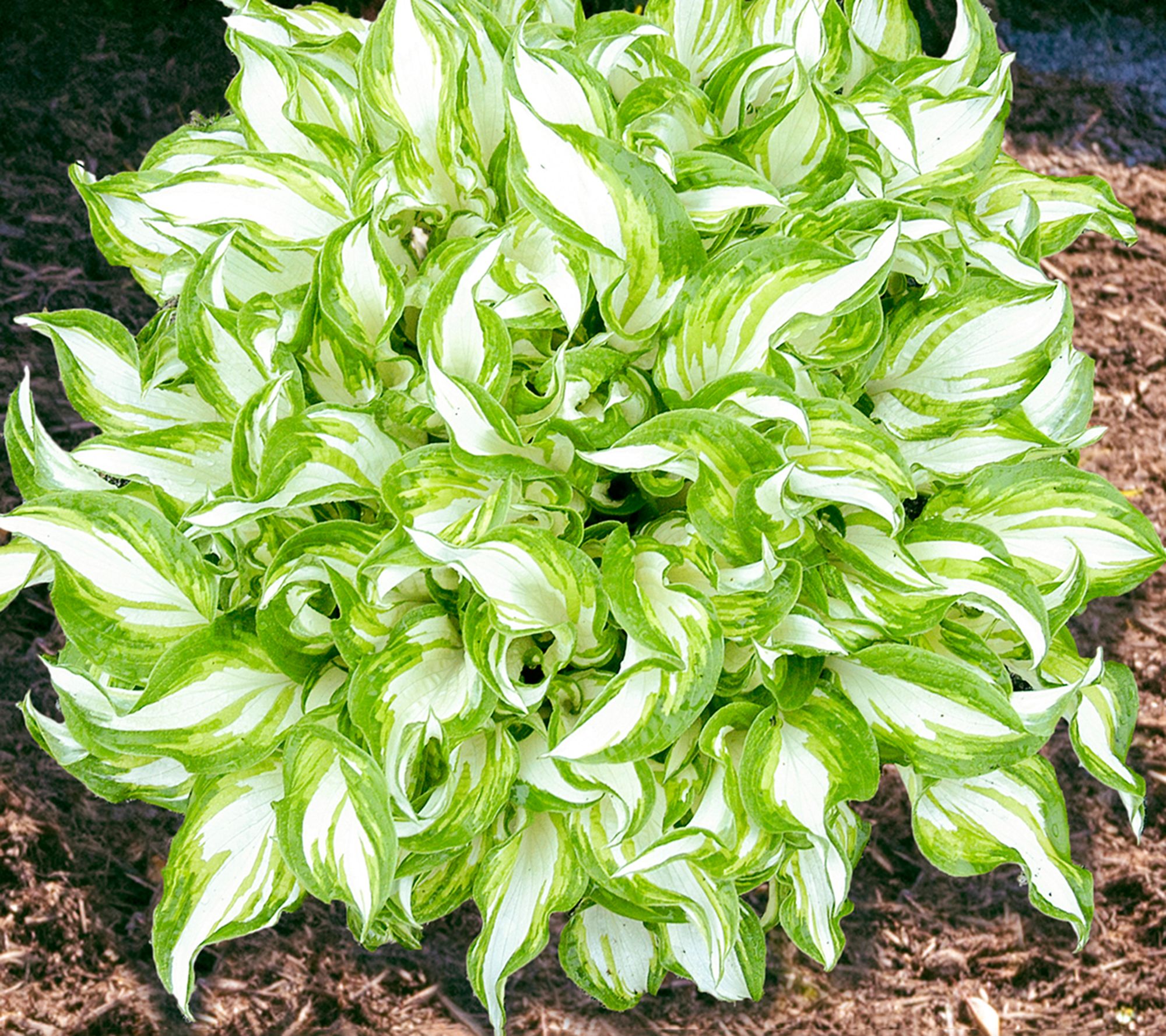 Barbara King 3-Piece Hosta Kiwi Spearmint Live Plants - QVC.com