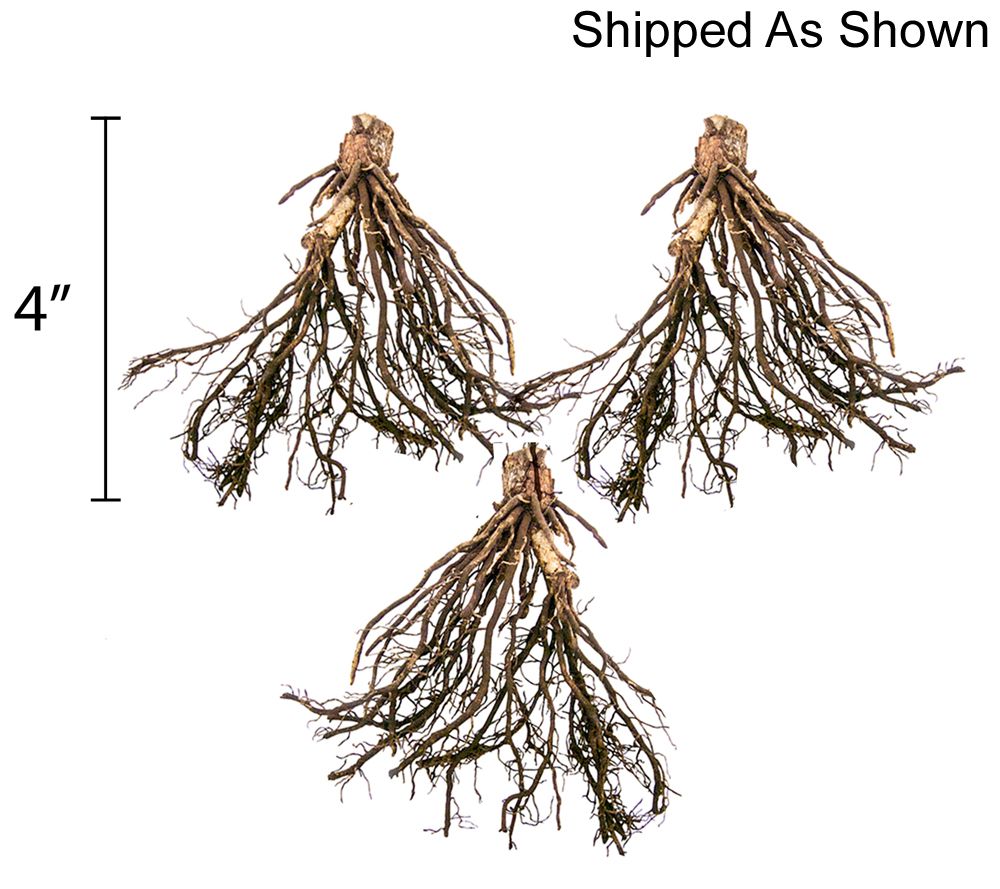 Barbara King 3-Piece Hosta Kiwi Spearmint Live Plants - QVC.com