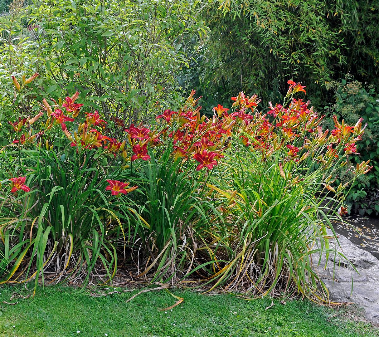 Phillip Watson Designs 6pc Reblooming Colorful Daylily Plant - QVC.com