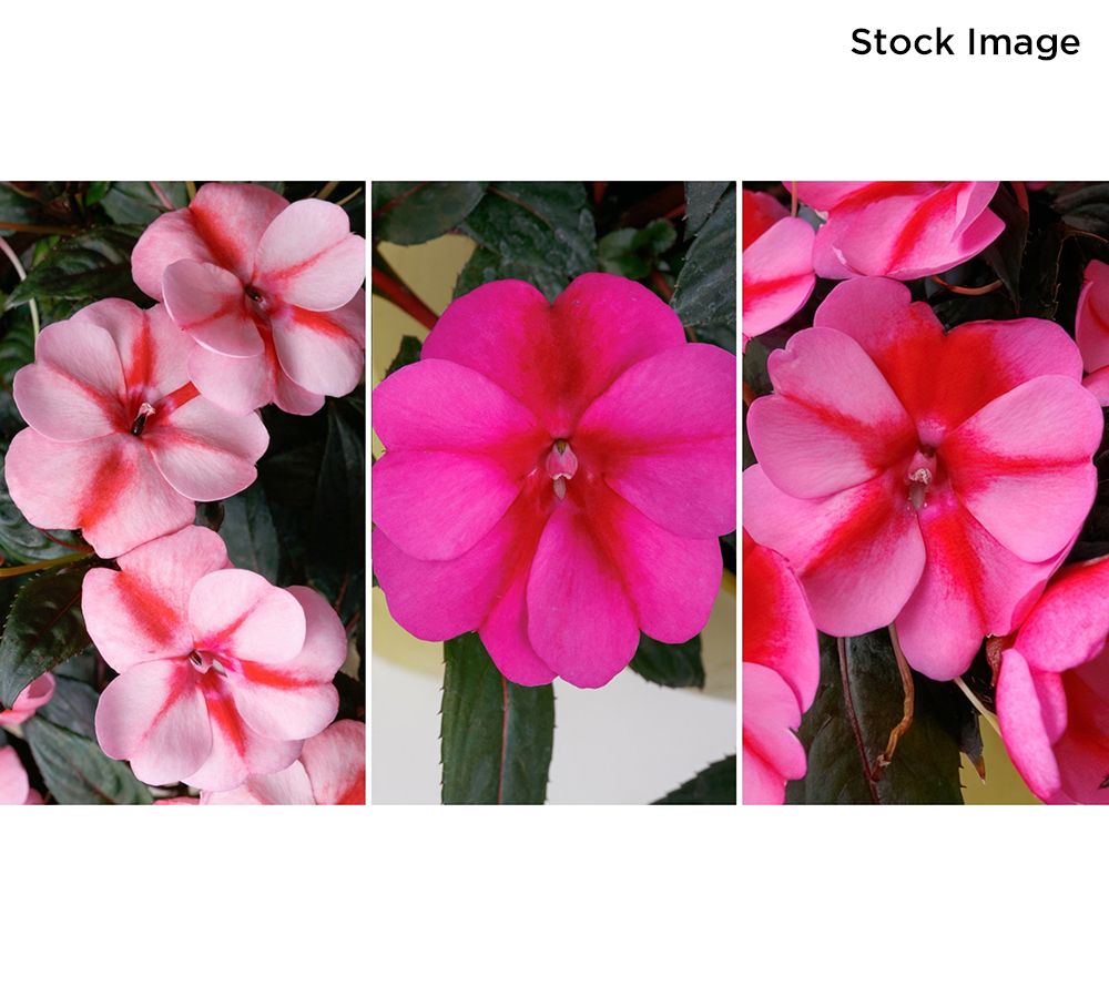 Cottage Farms 3-Piece Candyland SunPatiens Live Plants - QVC.com
