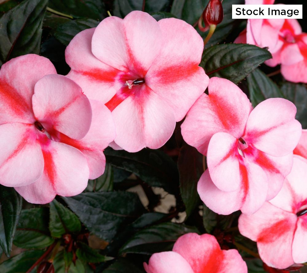 Cottage Farms 3-Piece Candyland SunPatiens Live Plants - QVC.com