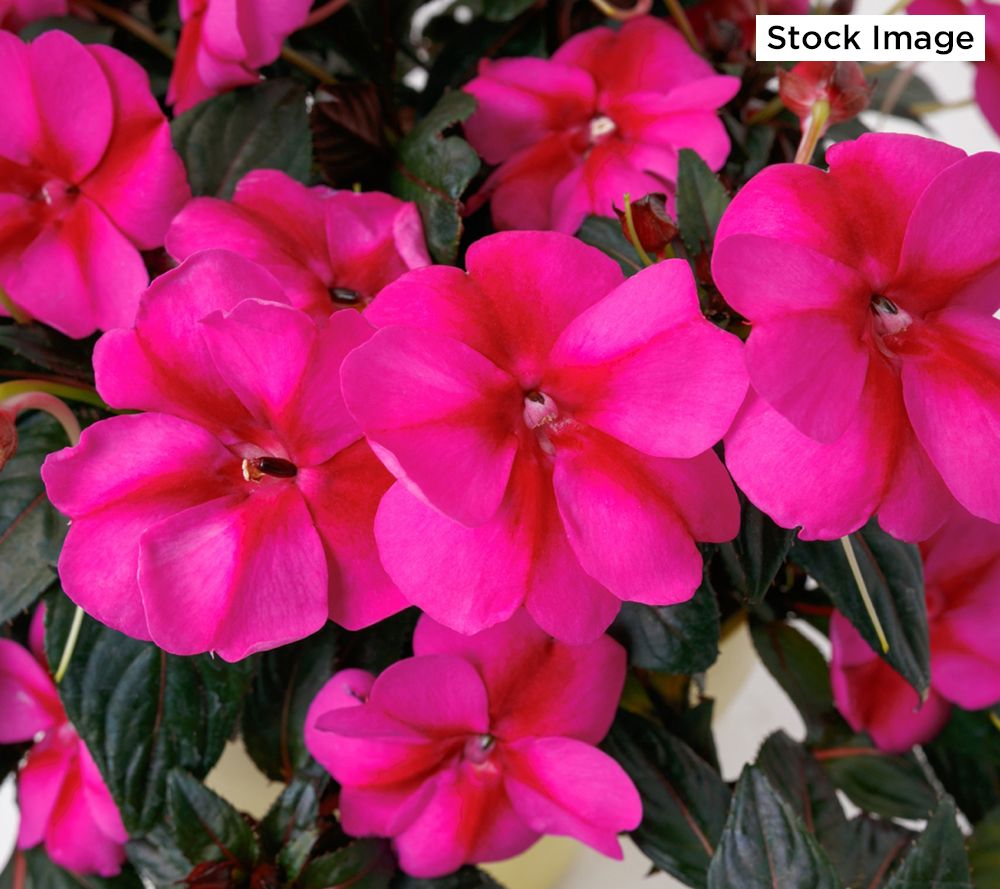 Cottage Farms 3-Piece Candyland SunPatiens Live Plants - QVC.com