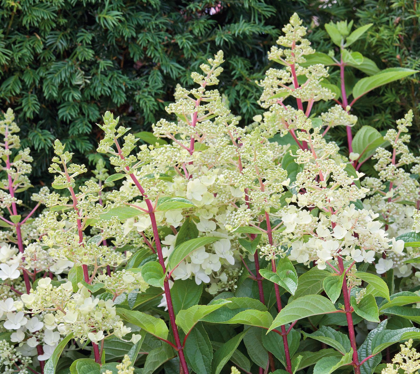 Roberta's 1-piece Proven Winners Pinky Winky Hydrangea Plant - QVC.com