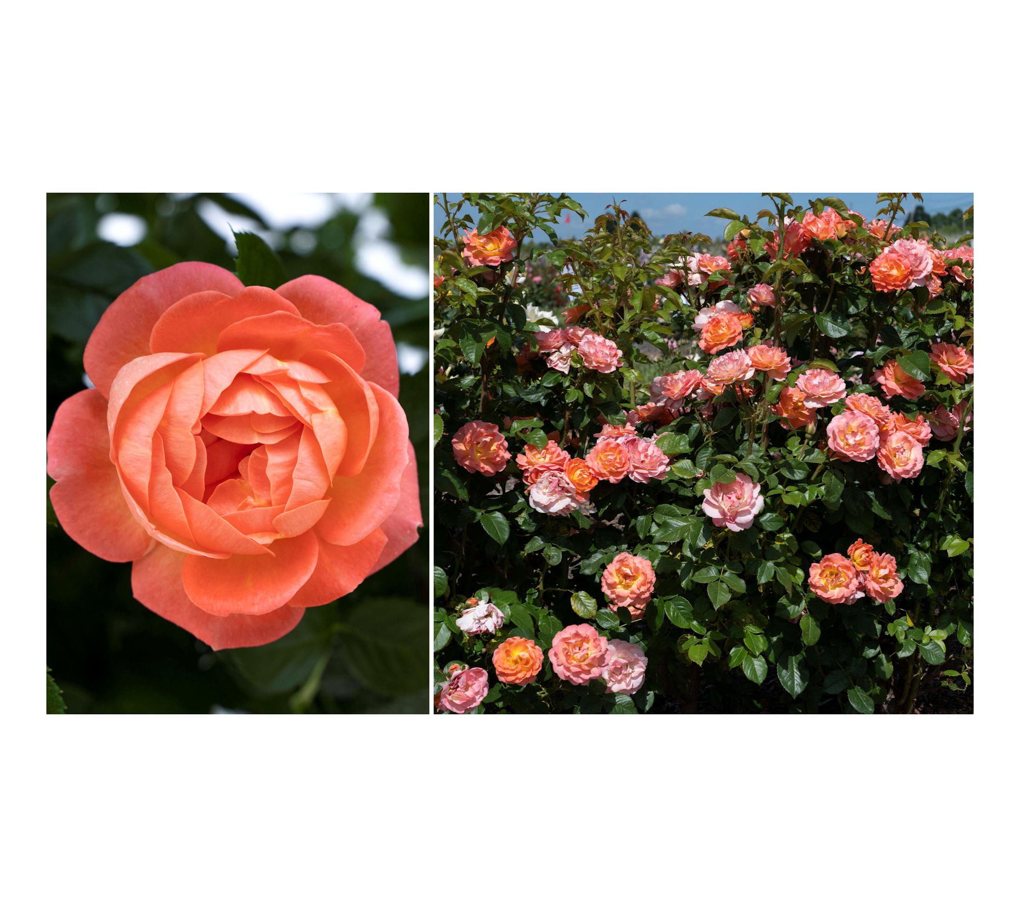 Cottage Farms 2-Piece Knock Out Roses Bareroot Plants - QVC.com