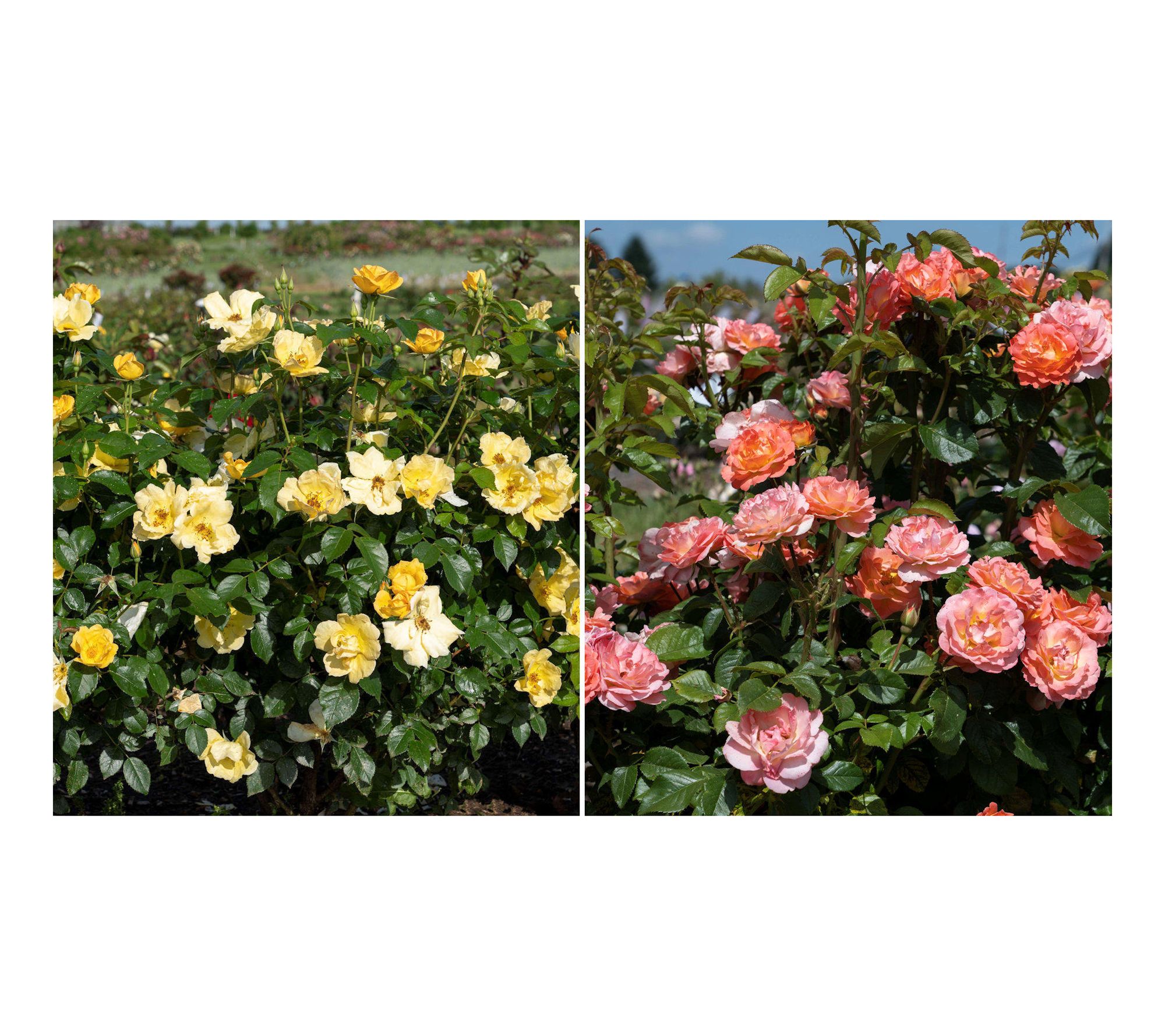 Cottage Farms 2-Piece Knock Out Roses Bareroot Plants - QVC.com