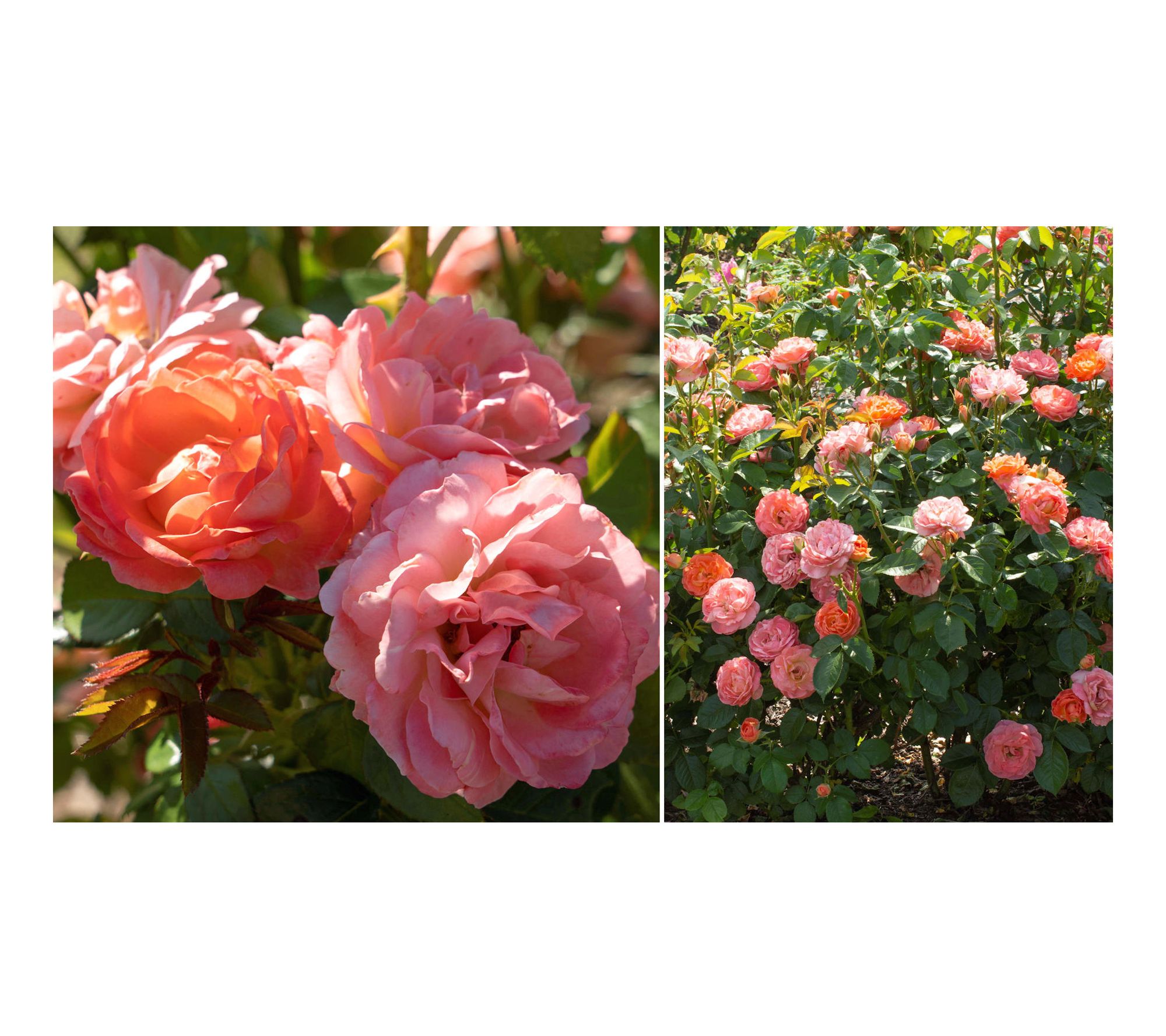 Cottage Farms 2-Piece Knock Out Roses Bareroot Plants - QVC.com