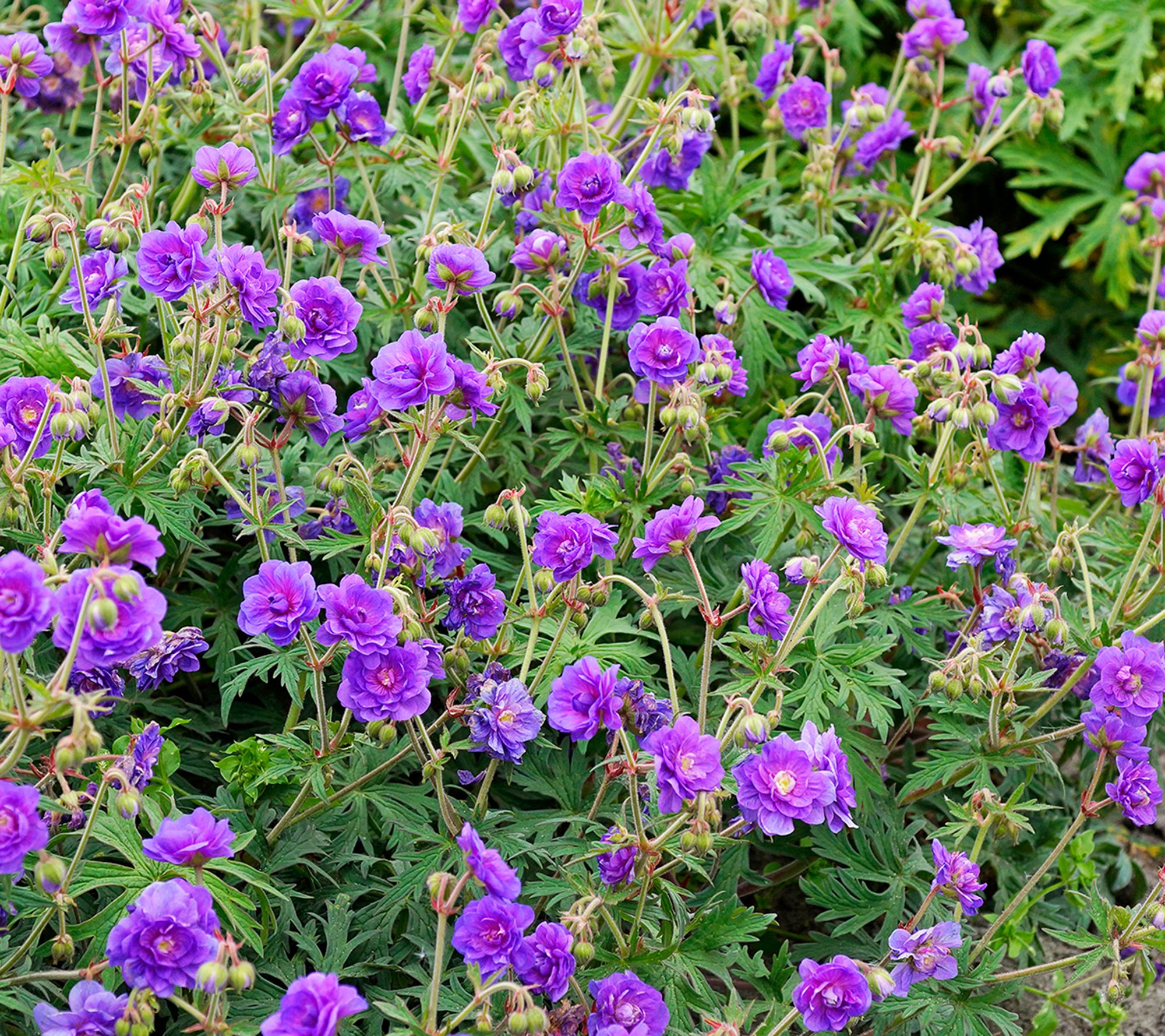 Barbara King 3-Piece Double Flower Hardy Geranium Live Plants - QVC.com
