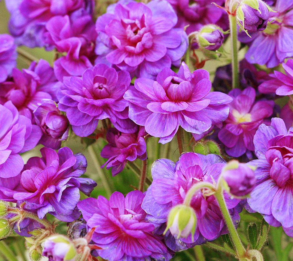 Barbara King 3-Piece Double Flower Hardy Geranium Live Plants - QVC.com