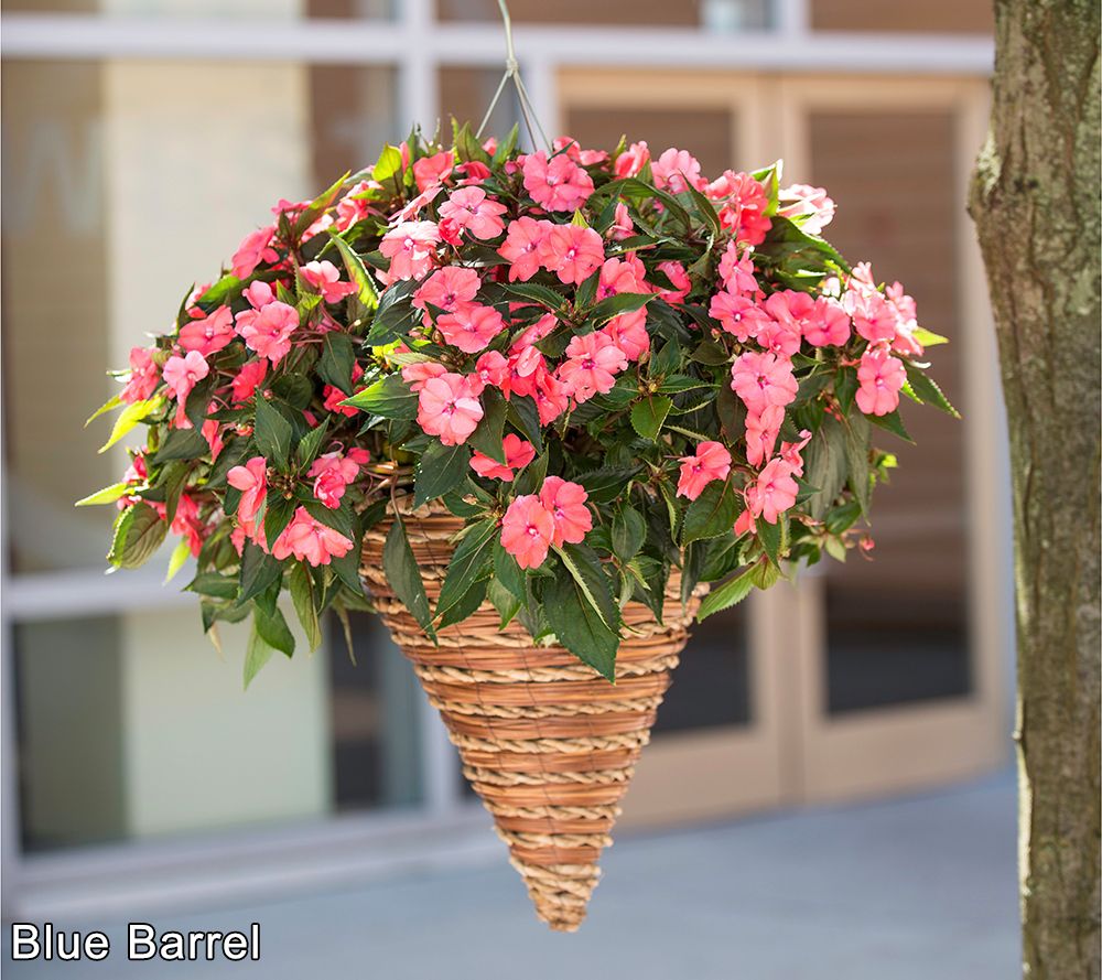Phillip Watson Designs 3pc SunPatiens Live Plants With Whiskey Barrel ...