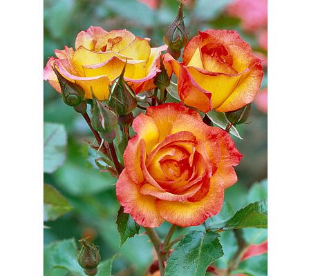 Angel Face Patio Tree Rose - Patio Ideas