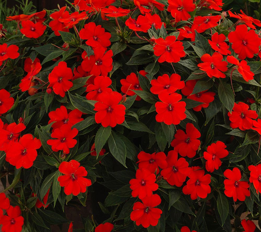 Phillip Watson Designs 6pc Vigorous SunPatiens Live Plants - QVC.com