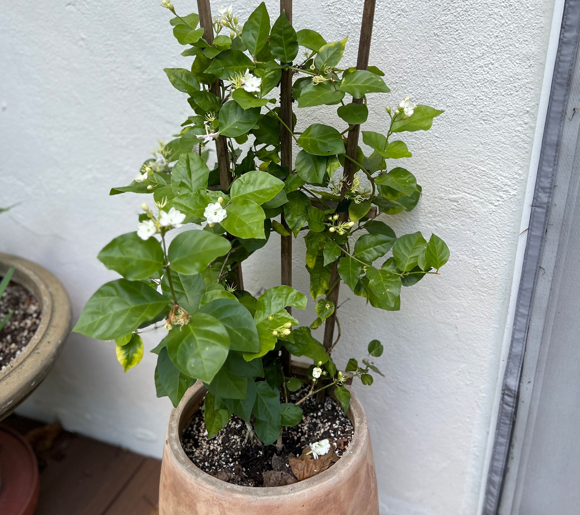 Ships 4/28/25 Roberta's 1Pc Hawaiian Pikake Jasmine Live Plant - QVC.com