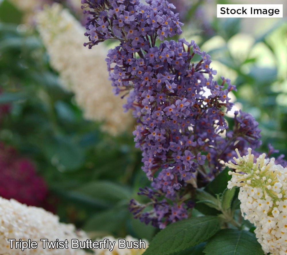 Cottage Farms 1-Piece Triple Twist Butterfly Bush Live Plant - QVC.com