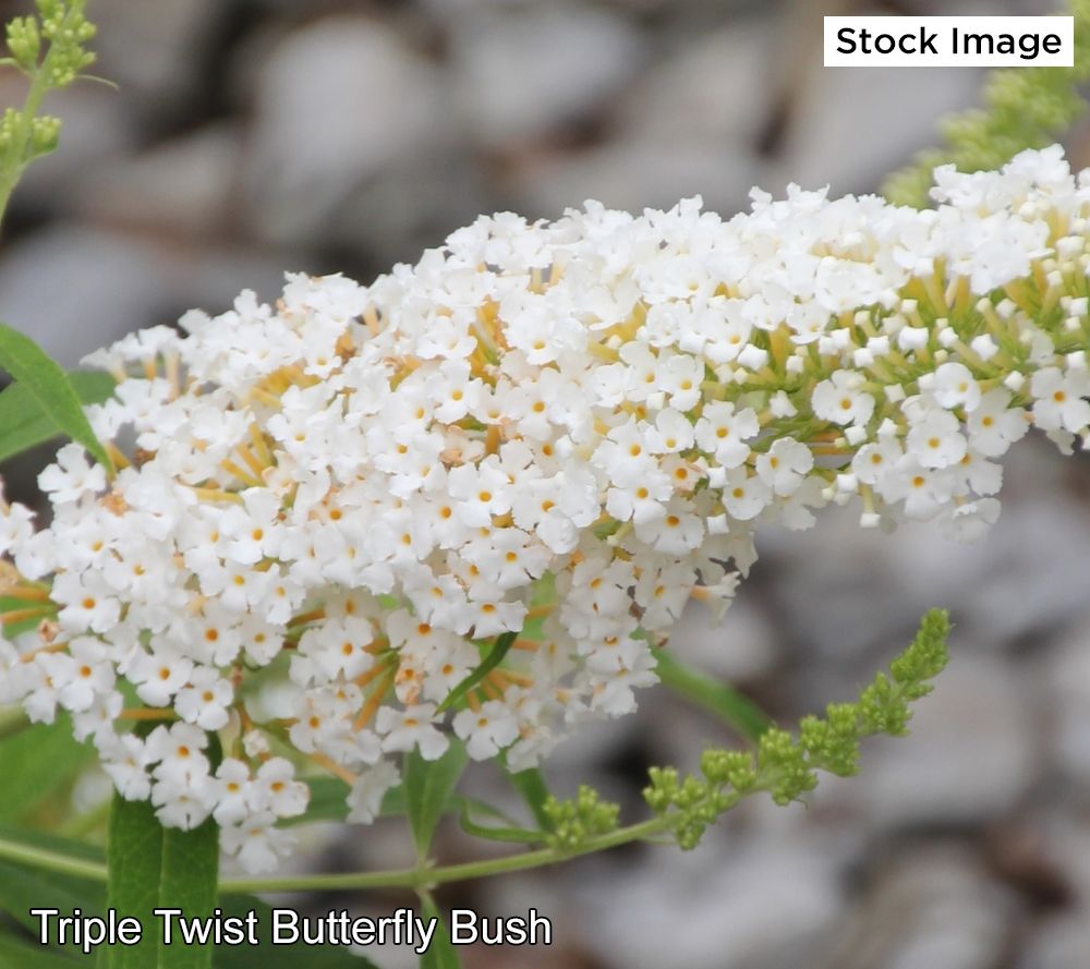 Cottage Farms 1-Piece Triple Twist Butterfly Bush Live Plant - QVC.com