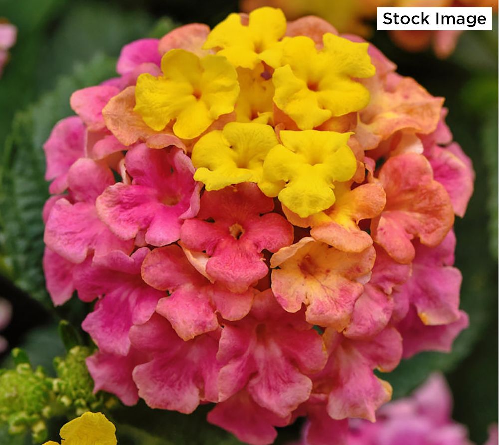 Cottage Farms 3-Piece Shamrock Rose Lantana Live Plants - QVC.com