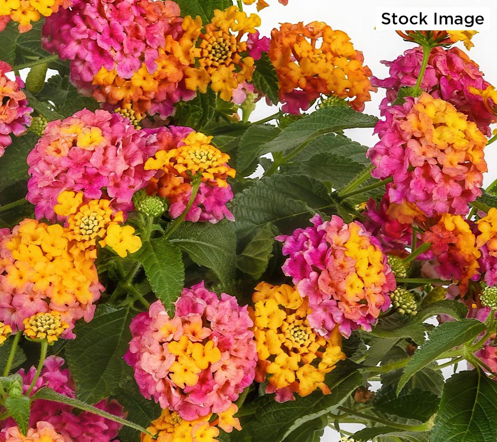 Cottage Farms 3-Piece Shamrock Rose Lantana Live Plants - QVC.com